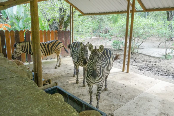 The enclosures for animals Stock Photos, Royalty Free The enclosures ...