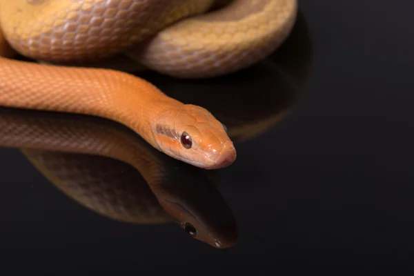 Yellow Rat Snake on black background Stock Photo by ©Dmyrto_Z 60032113