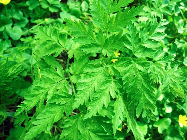 Still grass Stock Photos, Royalty Free Still grass Images | Depositphotos®