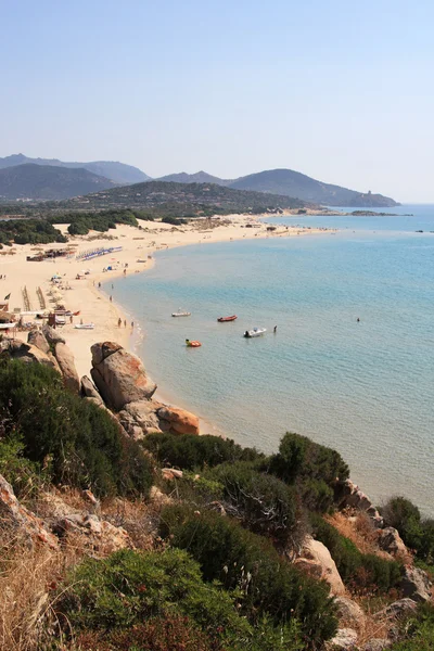 Chia tree Stock Photos, Royalty Free Chia tree Images | Depositphotos