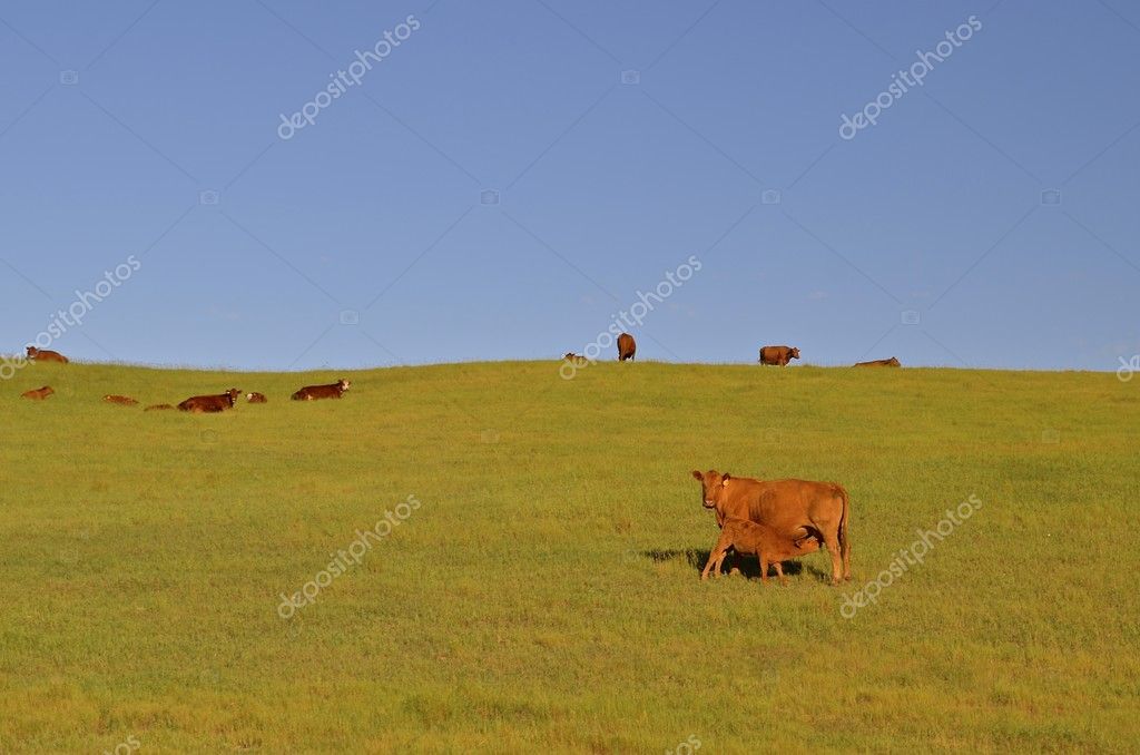Red Angus on the praire hills — Stock Photo © fiskness #120441936