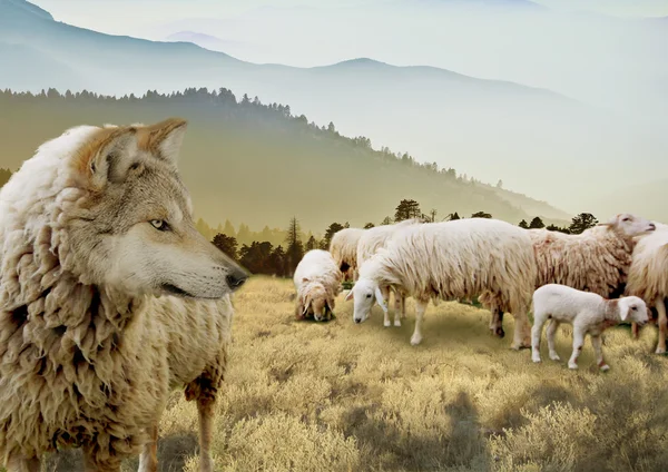 Lobo en oveja fotos de stock, imágenes de Lobo en oveja sin royalties ...