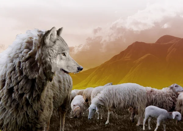 Wolf Eating Sheep