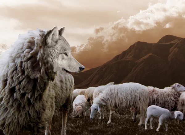 Wolves sheep Images - Search Images on Everypixel Wolves sheep Images - Search Images on Everypixel
