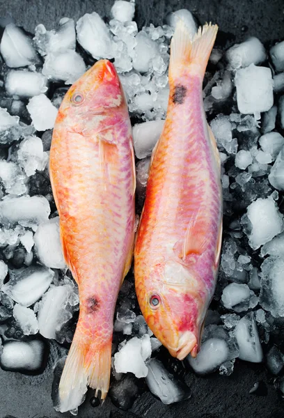 Raw fish, Red mullet fish on an ice cubes on a black stone board plate ...