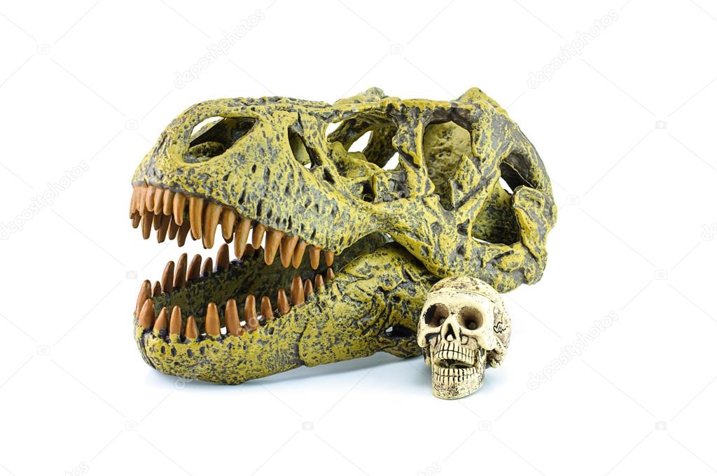 Human skull and T-rex isolated on wite. Stock Photo by ©nicescene 55459845