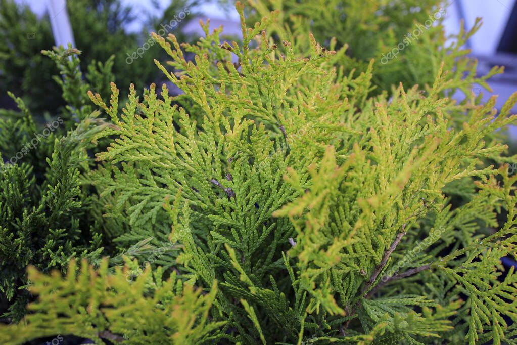 Thuja occidentalis, también conocido como cedro blanco del norte, cedro ...
