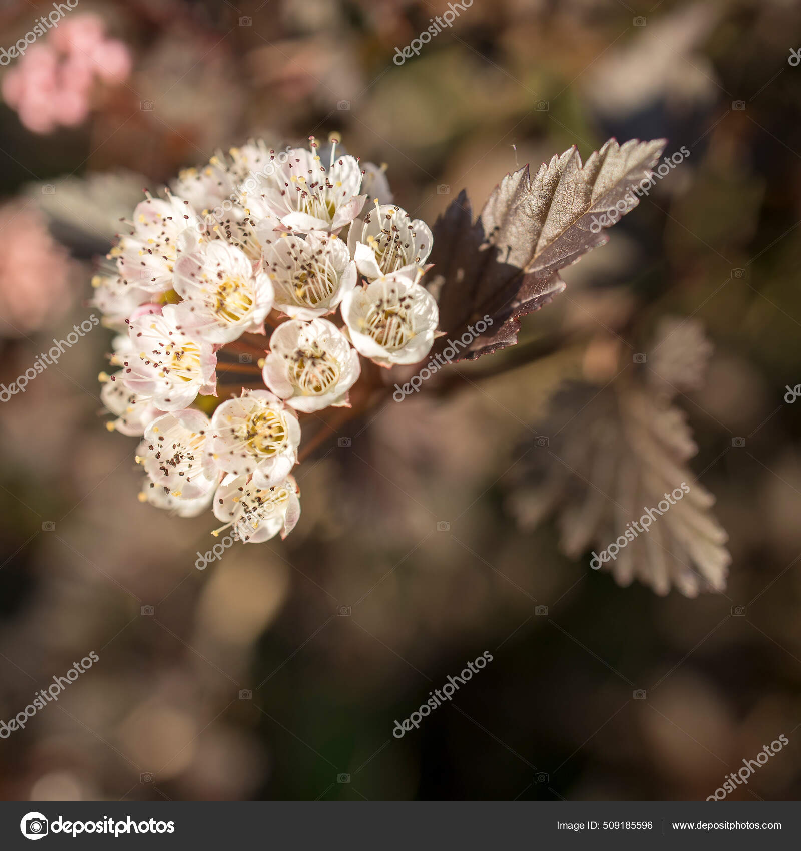 Physocarpus Opulifolius Known Common Eastern Atlantic Simply Ninebark ...