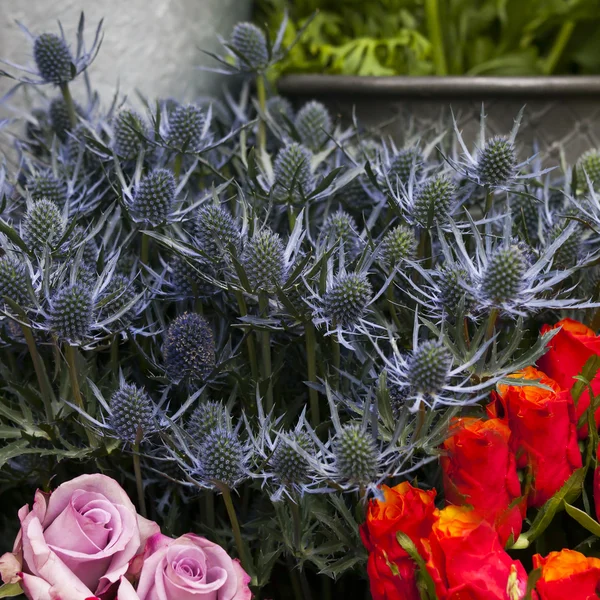 Eryngium planum Stock Photos, Royalty Free Eryngium planum Images ...