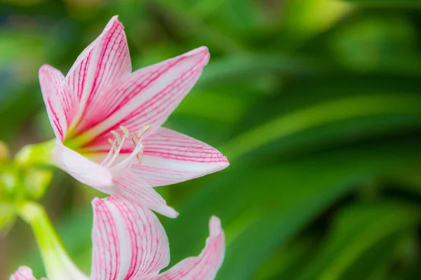 Pink lady lily Stockfotos, lizenzfreie Pink lady lily Bilder ...