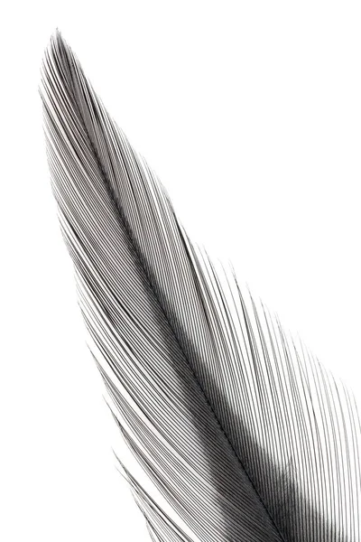 Plume de colombe images libres de droit, photos de Plume de colombe ...