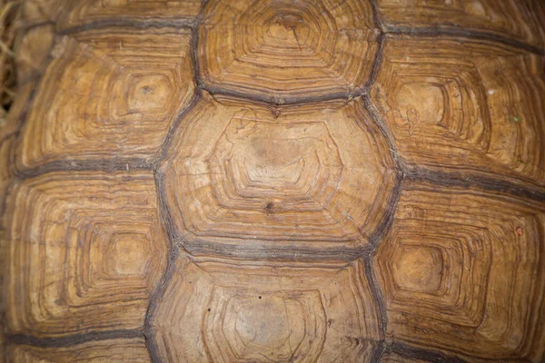 Tortoise shell turtle Stock Photos, Royalty Free Tortoise shell turtle ...