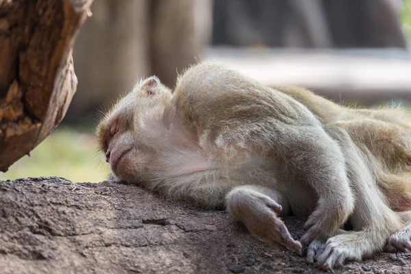 Monkey sleeping Stock Photos, Royalty Free Monkey sleeping Images ...