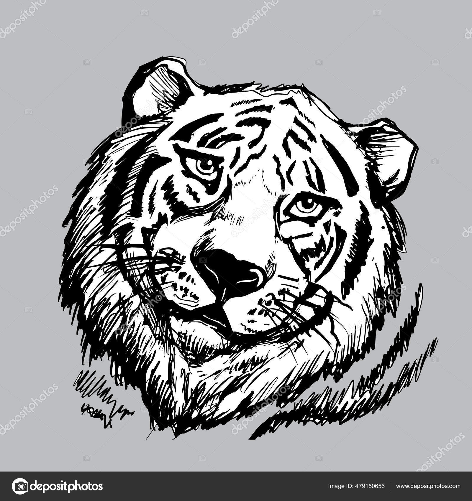 Tiger Head Line Drawing