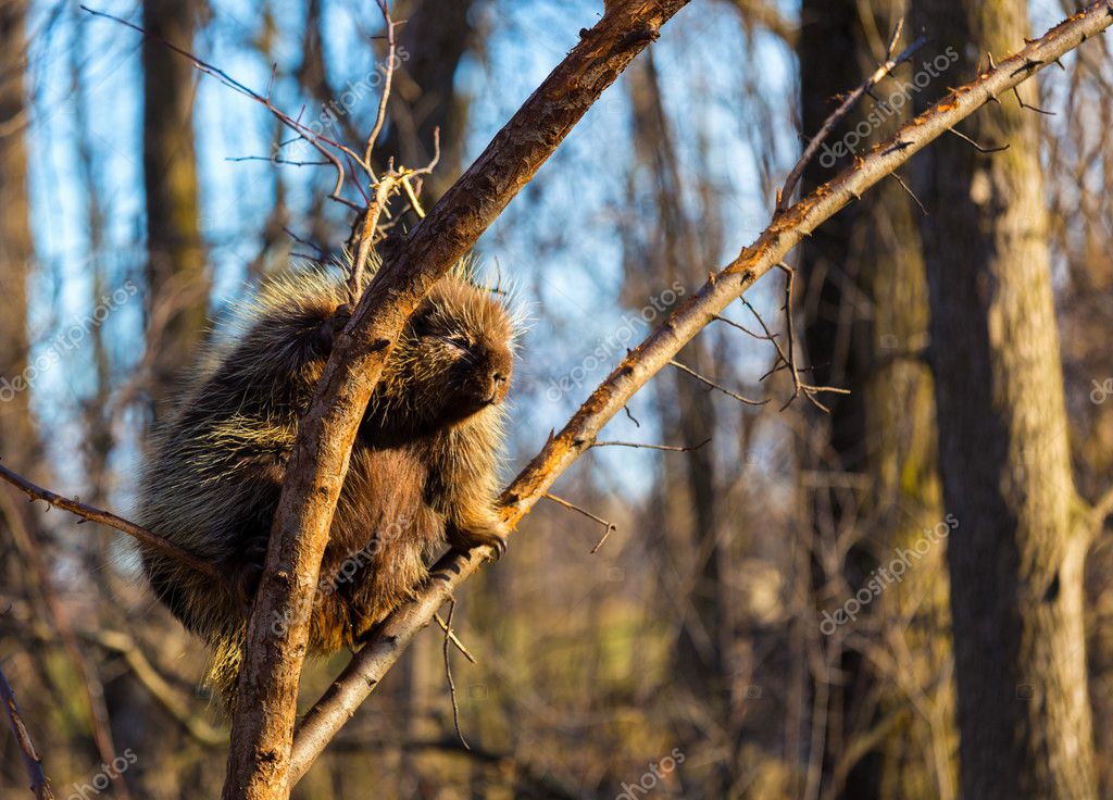 Porcupines Rodents Coat Sharp Spines Quills Protect Predators Live ...