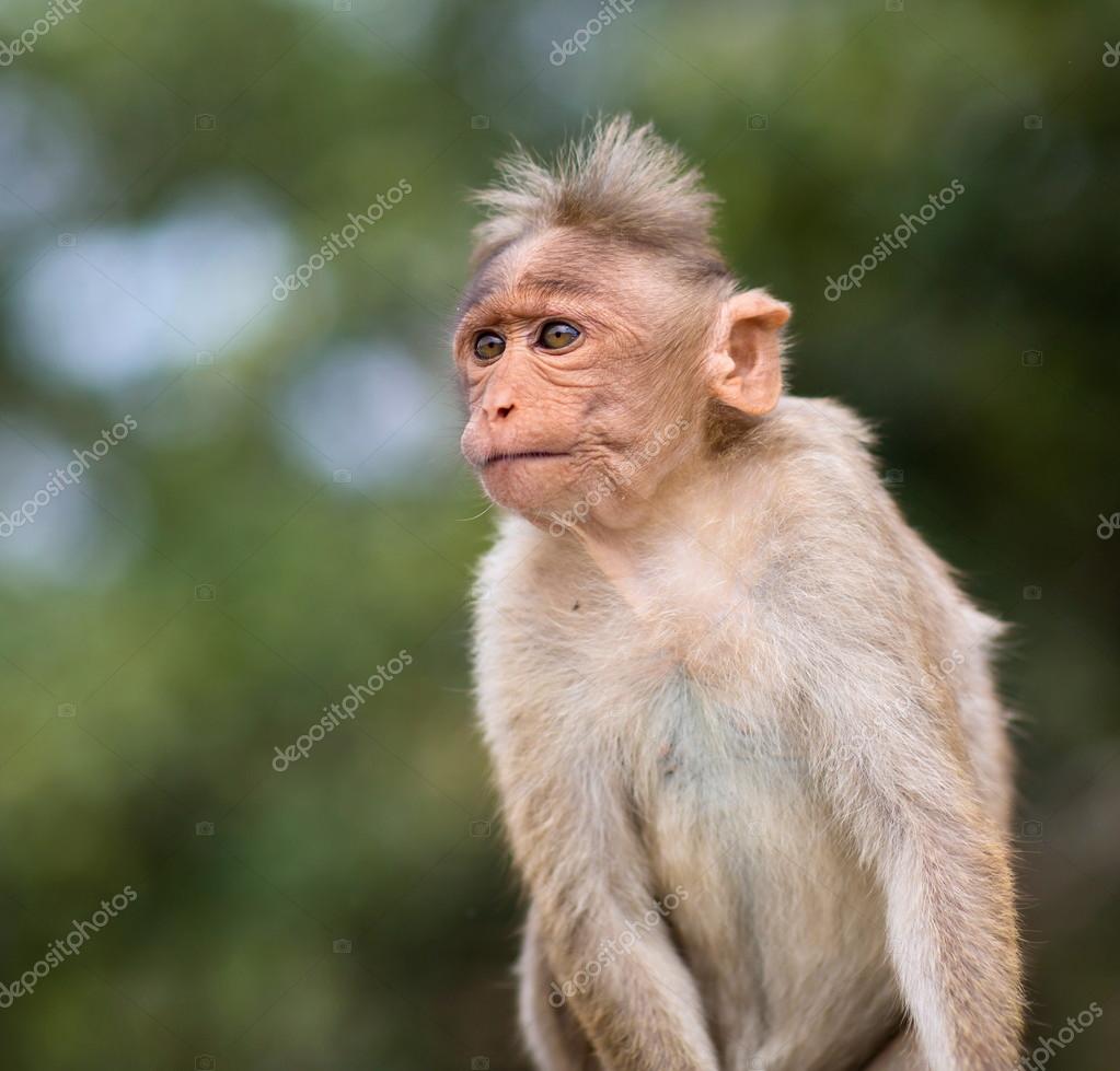 Macaco del capó, parte de la tropa del árbol de Banyan . — Foto de ...