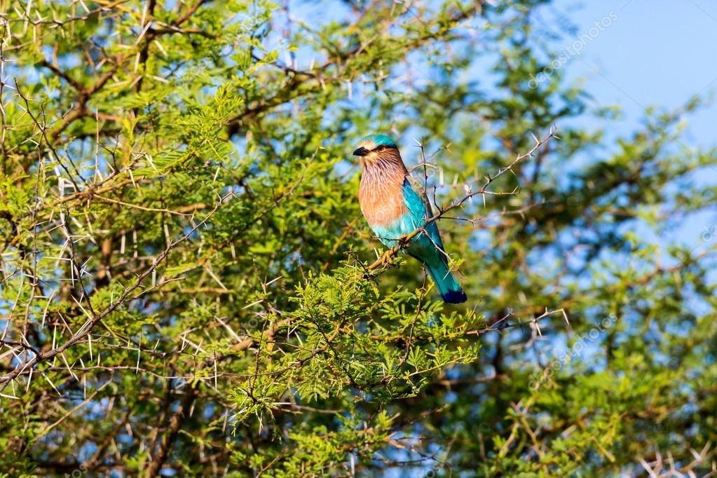 The very colorful Indian Roller Stock Photo by ©campbell2@sympatico.ca ...