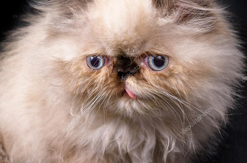 Blue Point Persian Cat