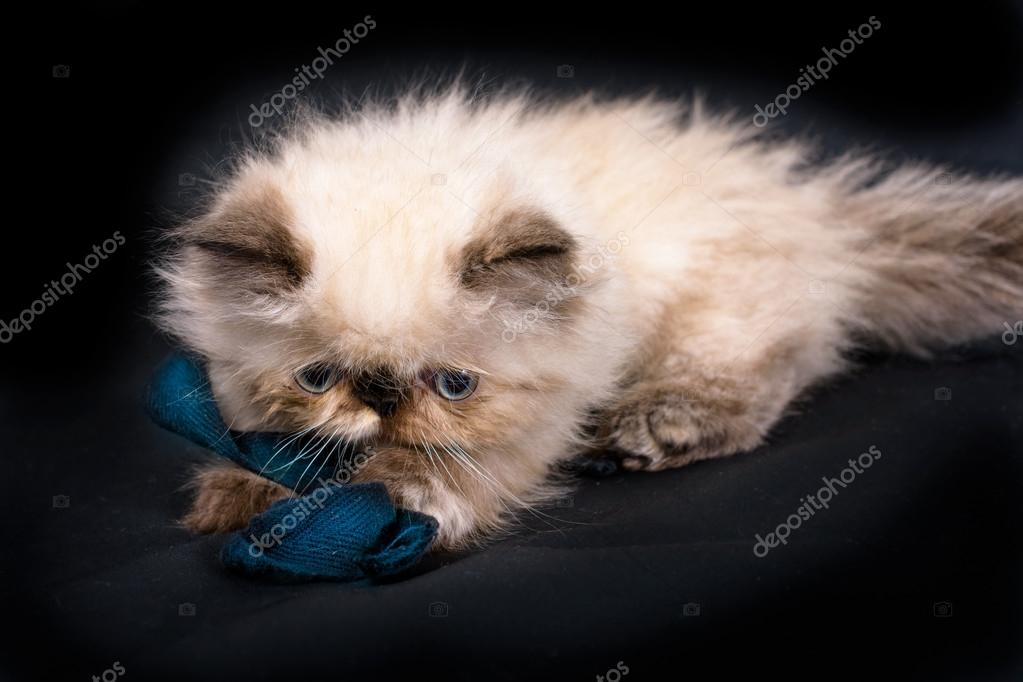 Blue Point Himalayan Cat