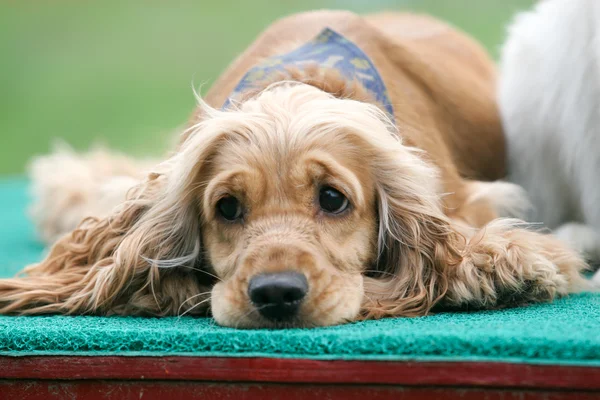 Meet The Bichon Frise Cocker Spaniel Mix (Cock-A-Chon) | atelier-yuwa ...