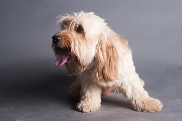 Cocker Spaniel Maltese Mix