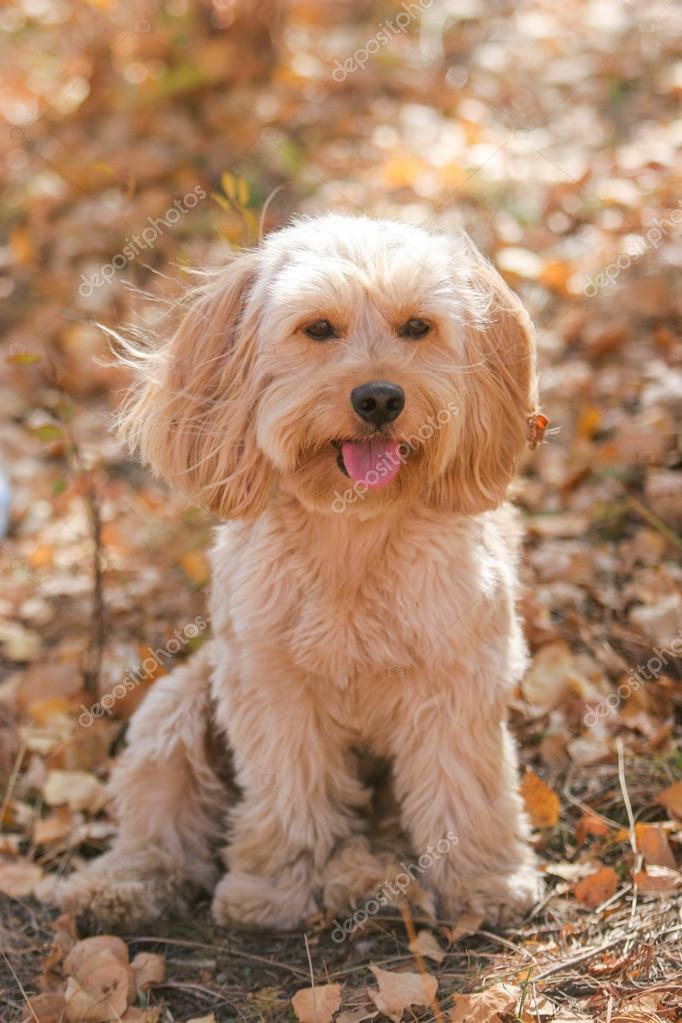 Cocker Spaniel Mix