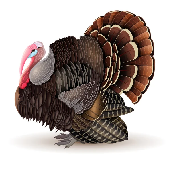 Turkey hunting Vector Art Stock Images | Depositphotos