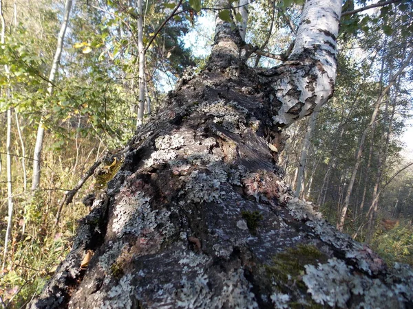 White moss on a birch trunk (photo 3) - Stock Image - Everypixel