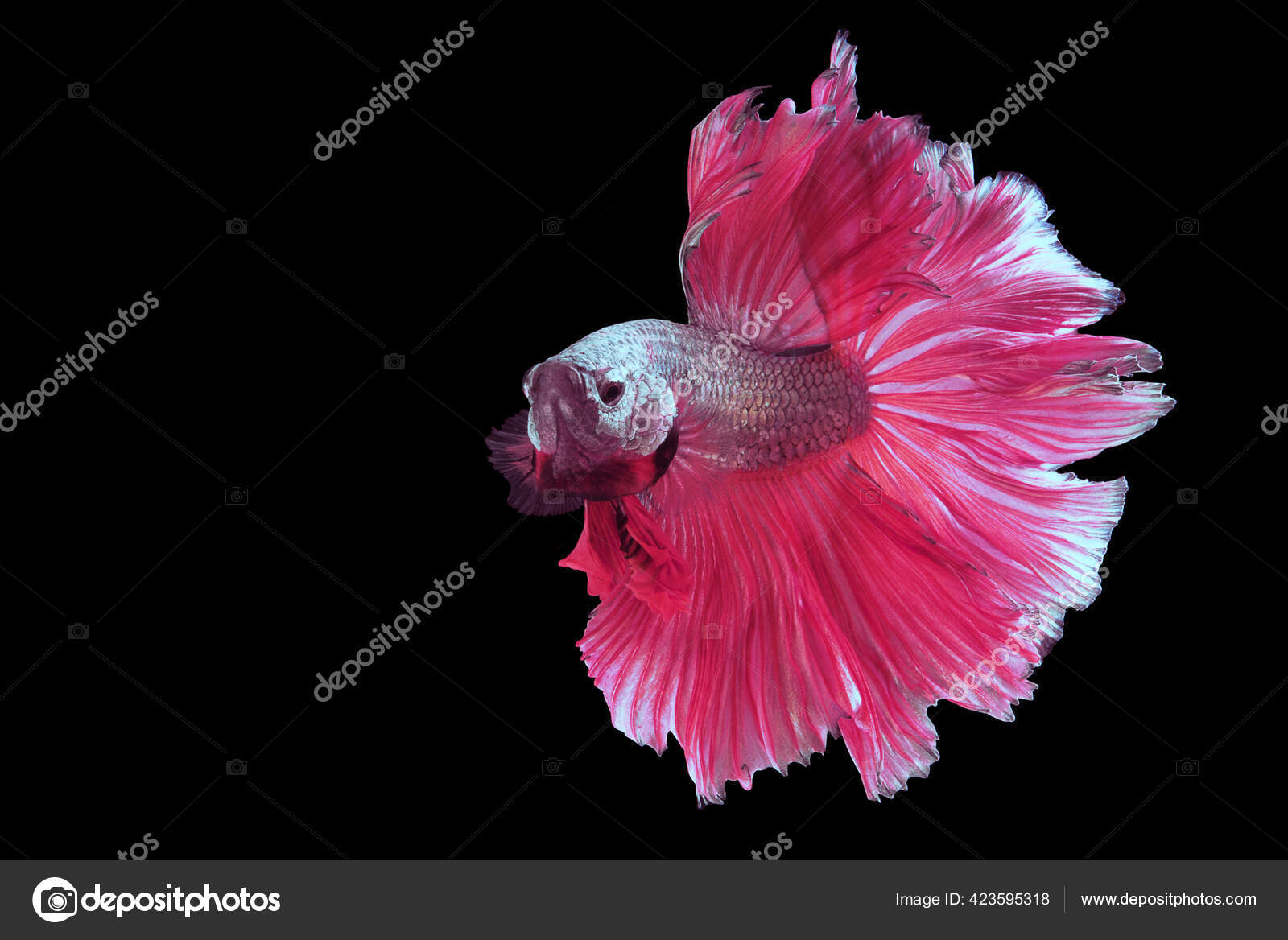 Pink Half Moon Betta