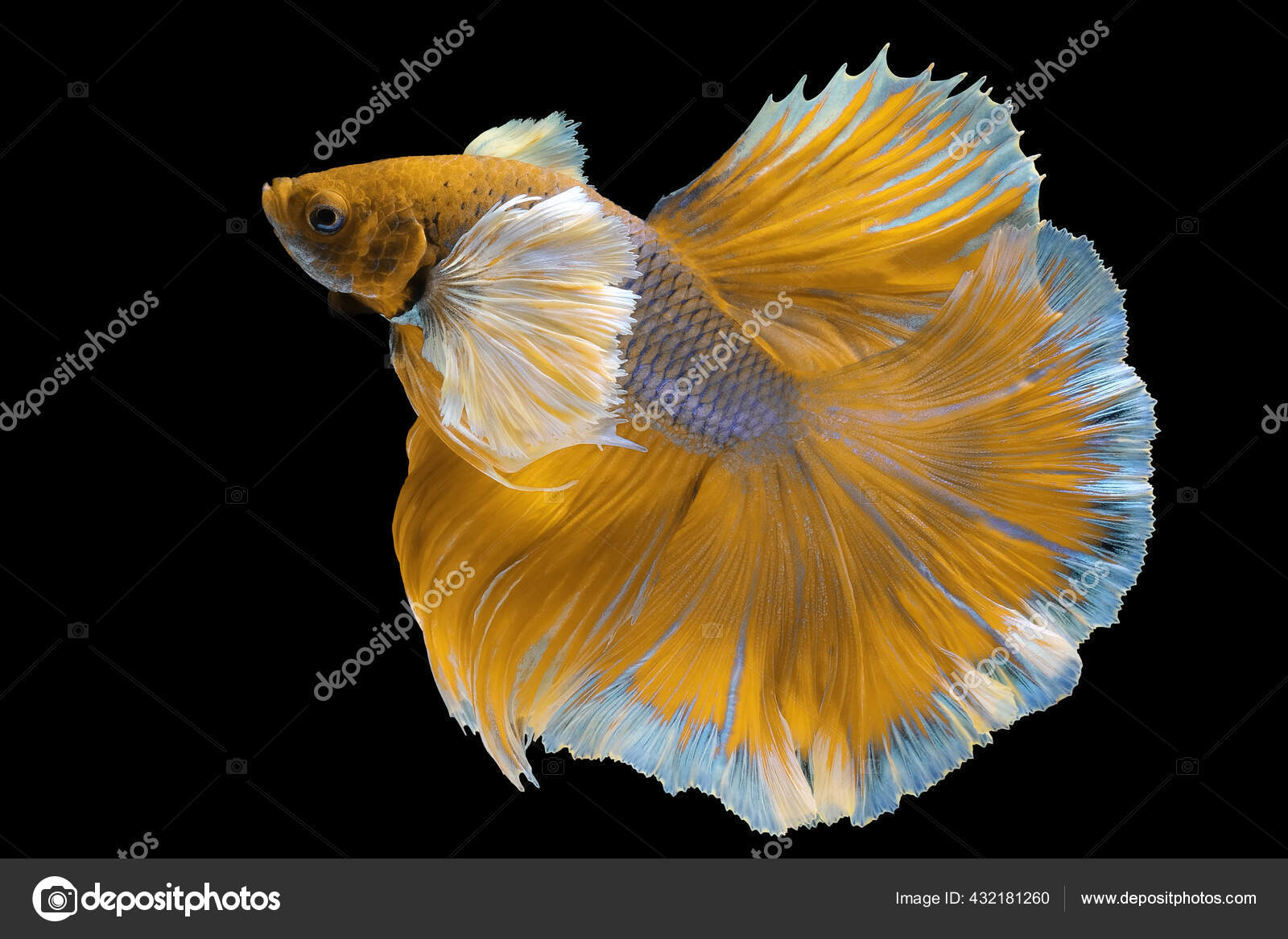 Yellow Fighter Fish