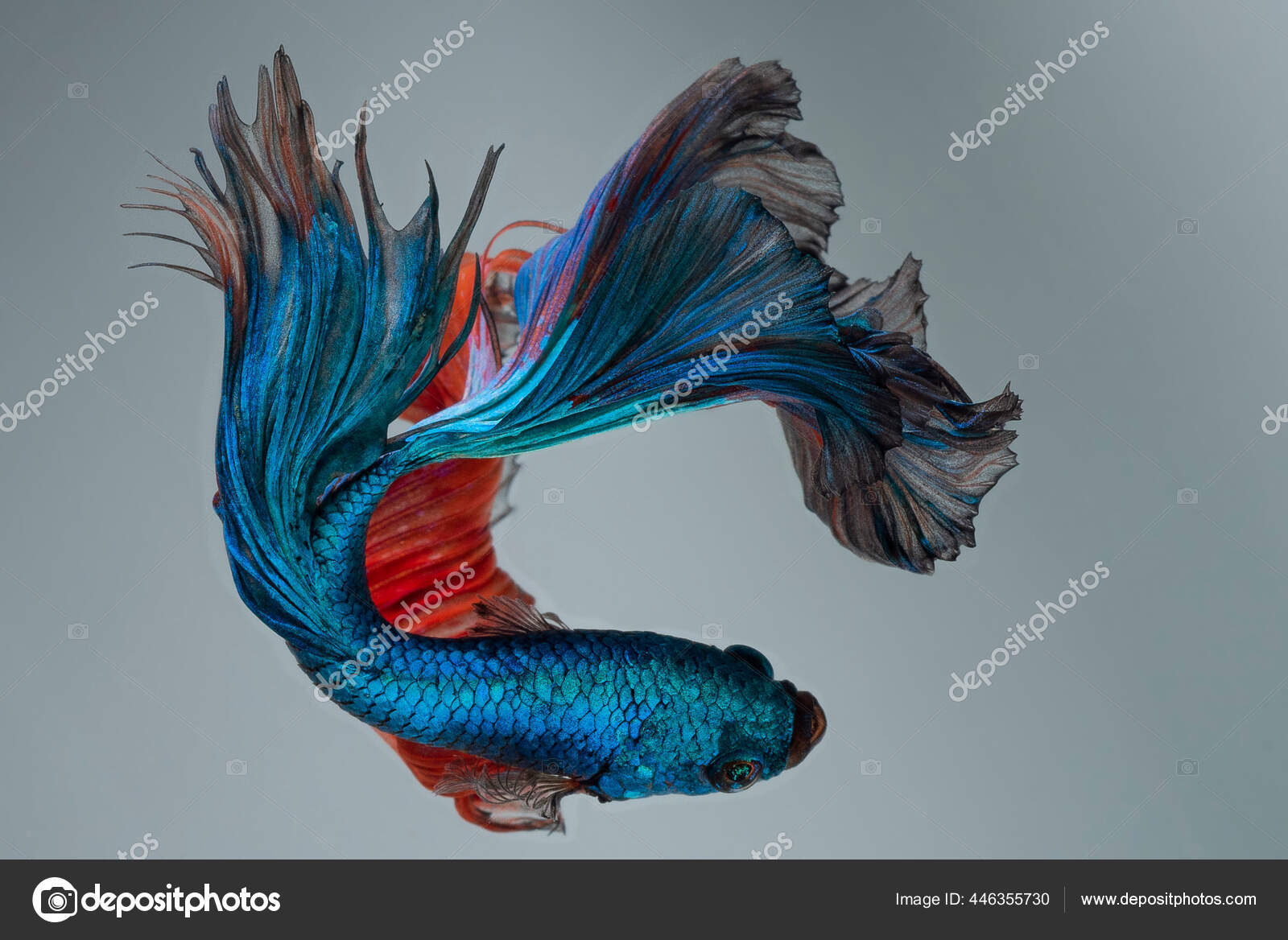 Orange And Blue Betta Fish