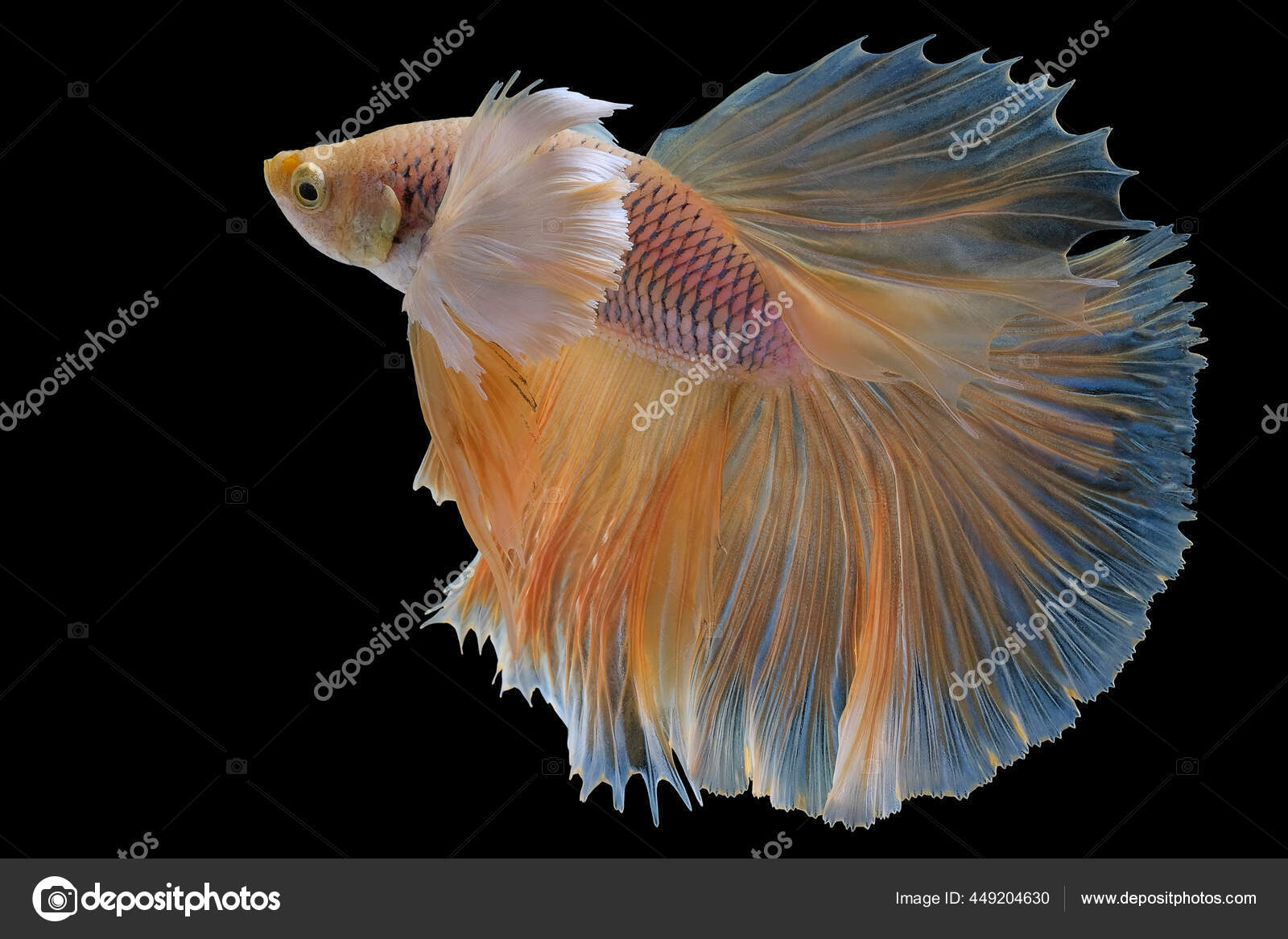 Yellow Fighter Fish