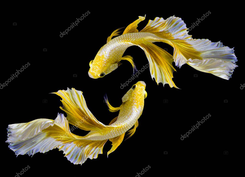 Hermoso movimiento de dos peces betta dorados, peces siameses de ...