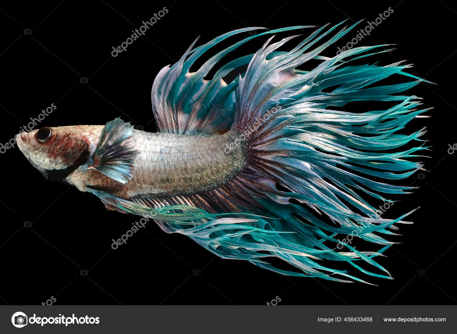 Beautiful Crowntail Betta Fish