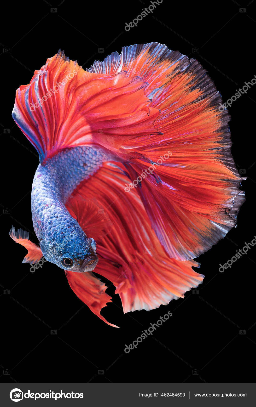 Black And Red Betta Fish