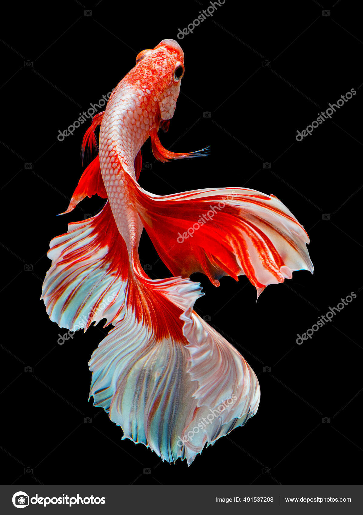Close Red White Betta Fish Beautiful Siamese Fighting Fish Betta Stock ...