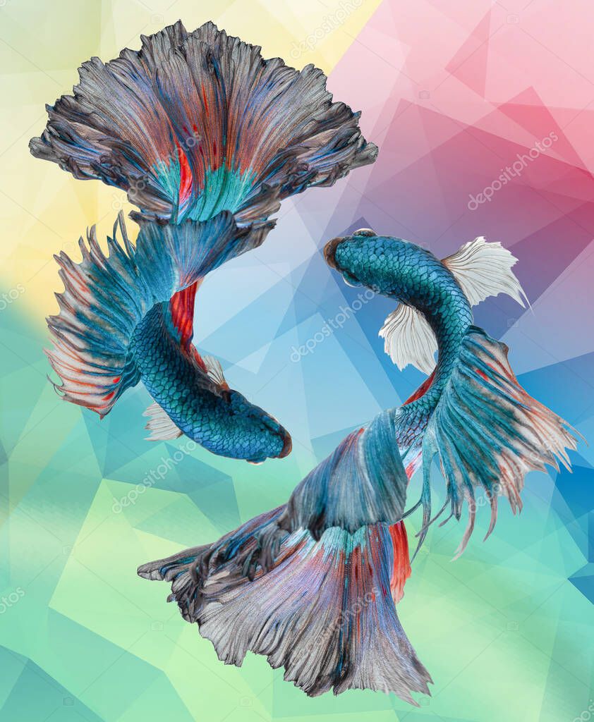 Beautiful movement of blue green Betta fish, Siamese fighting fish ...