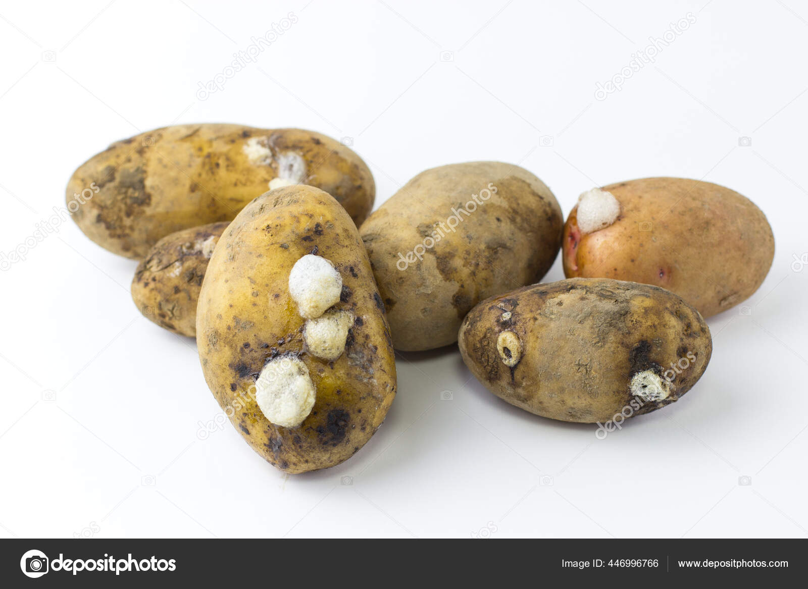 Rotting Holes With Potatoes