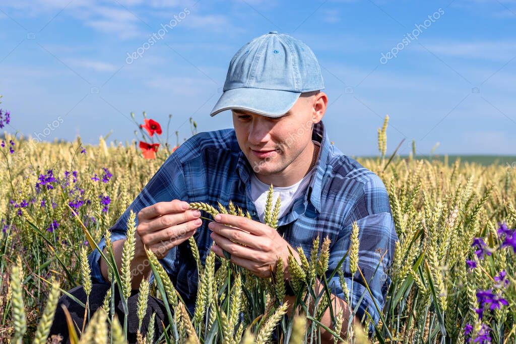 Agricultor o agrónomo agachado en el campo de trigo examinando la ...