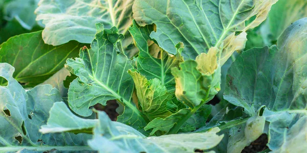 Cultivos de repollo fotos de stock, imágenes de Cultivos de repollo sin ...