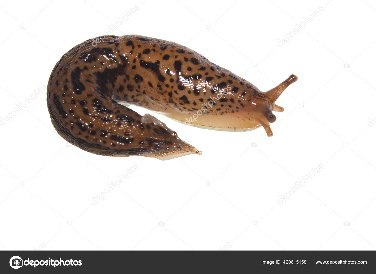 Snail Isolated White Background Stock Photo by ©IrinaPaliy 420615158