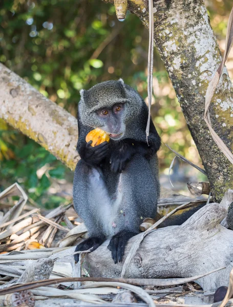 Fotos de Samango monkey, Imagens de Samango monkey sem royalties ...