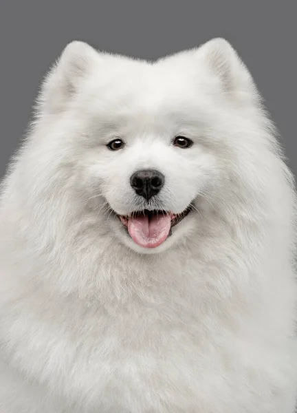 Laughing animal Stock Photos, Royalty Free Laughing animal Images ...