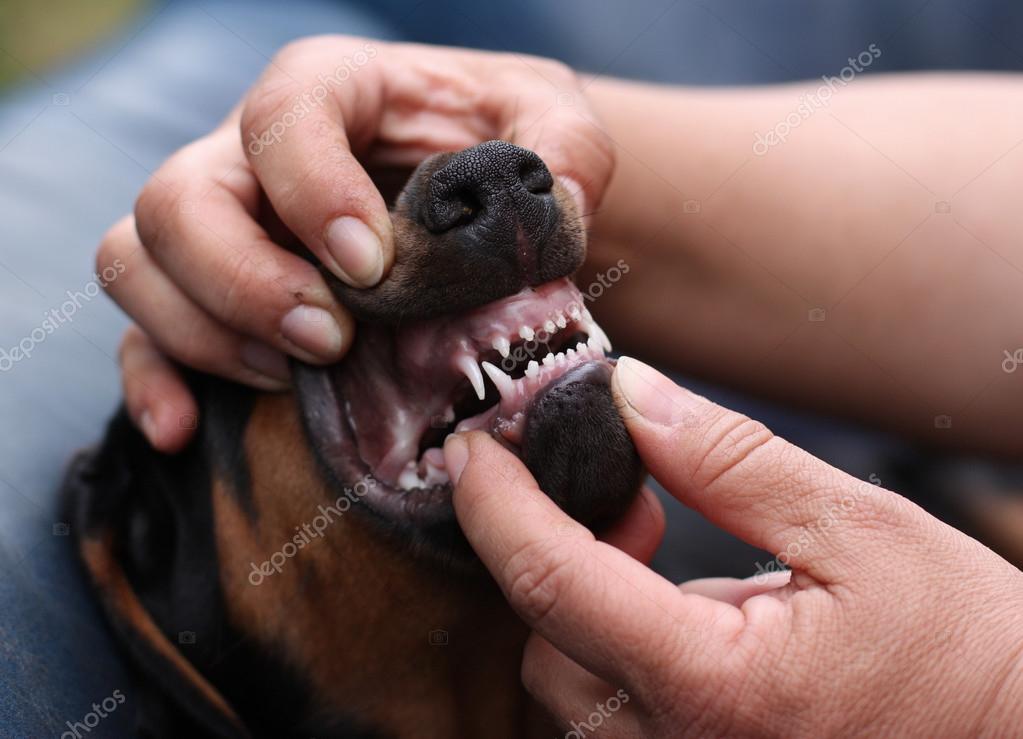 Doberman Pinscher Teeth