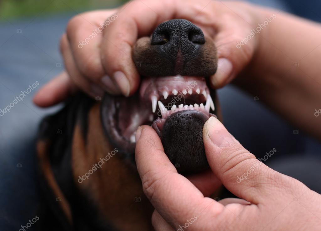 Doberman Pinscher Teeth