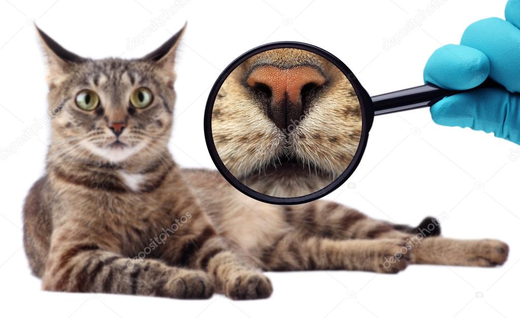 The Cat Expert. We explore cat. Stock Photo by ©8th 96318736