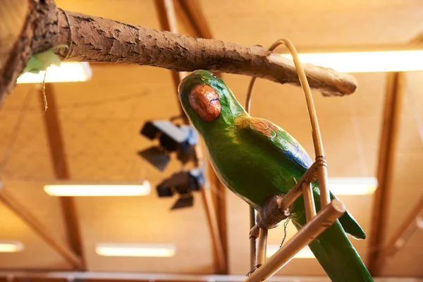 Parrot house Stock Photos, Royalty Free Parrot house Images | Depositphotos