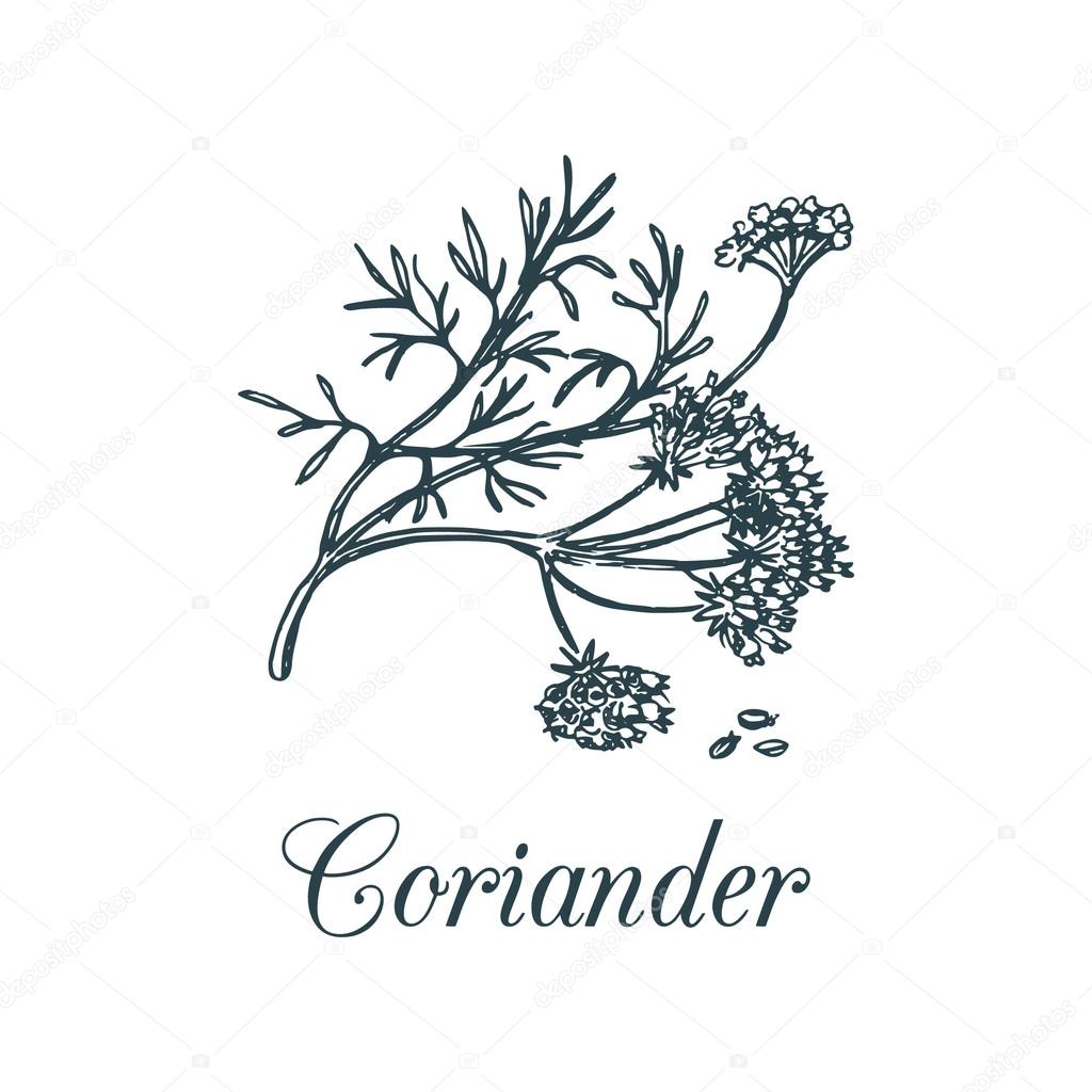 Coriander Plant Drawing
