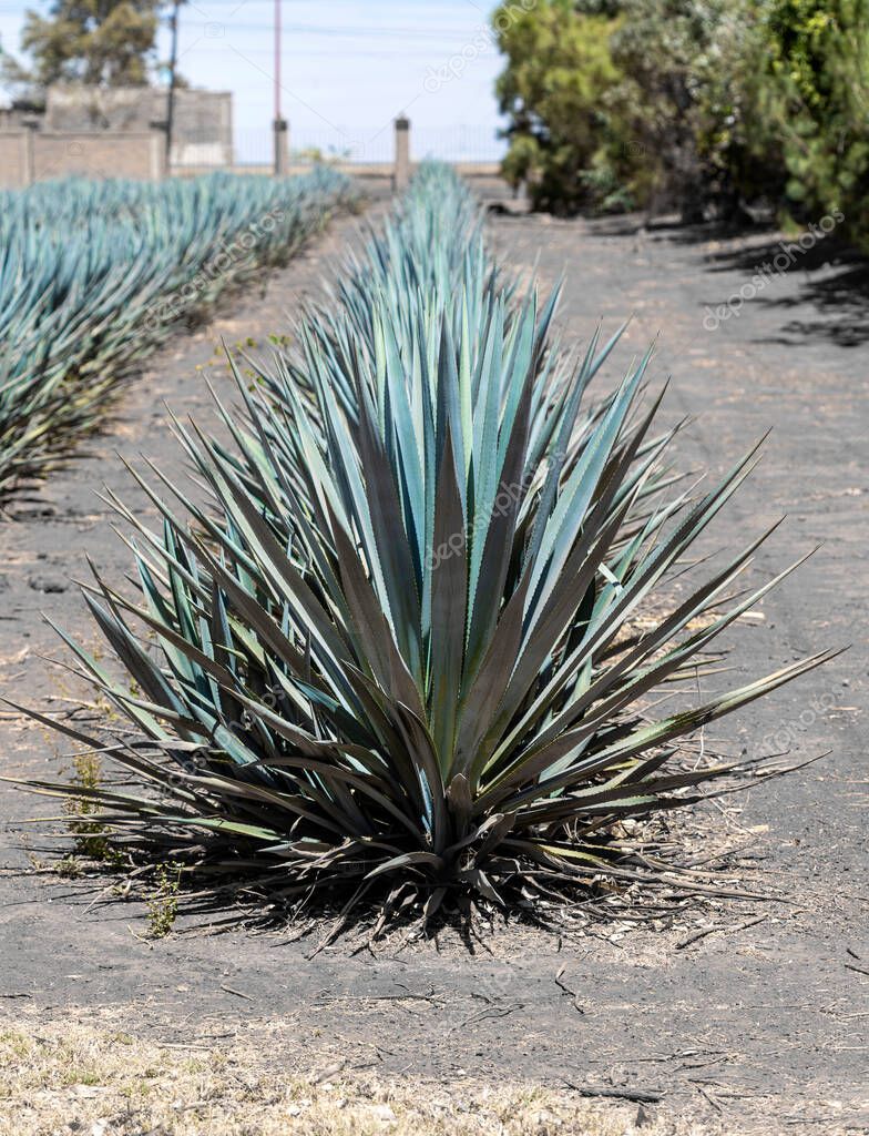Paisaje de campos de agave en blanco y negro con solo la planta de ...