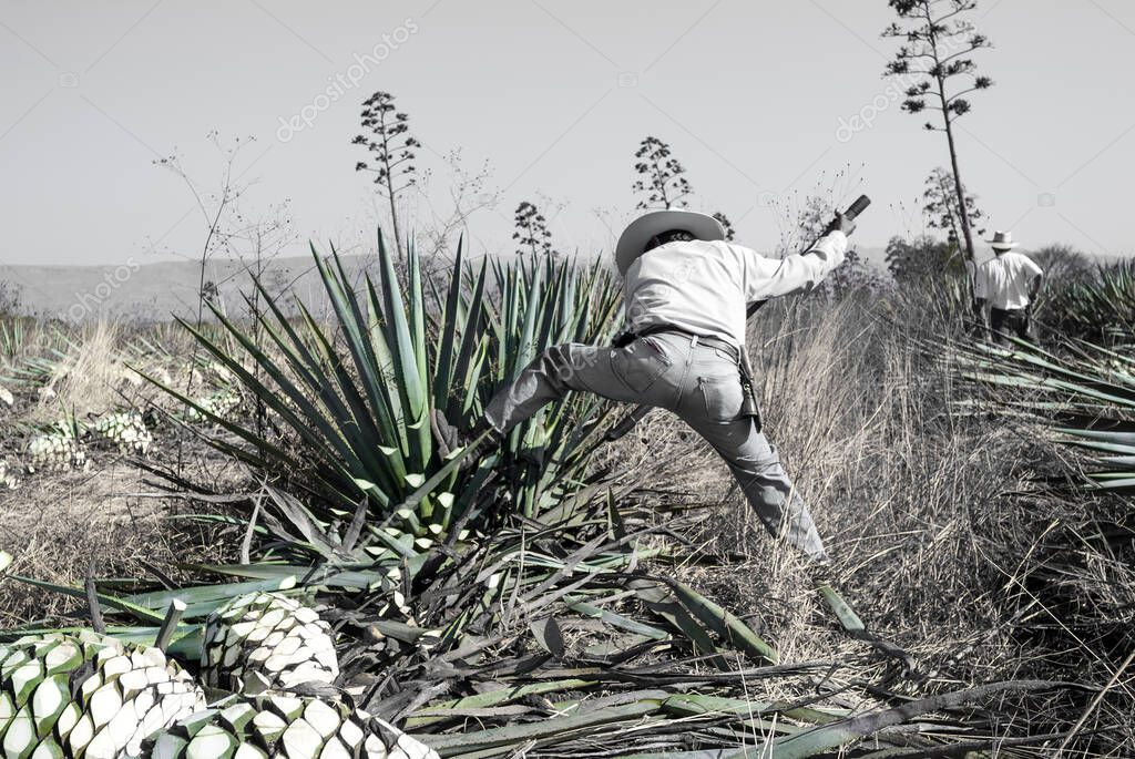 Paisaje de campos de agave en blanco y negro con solo la planta de ...